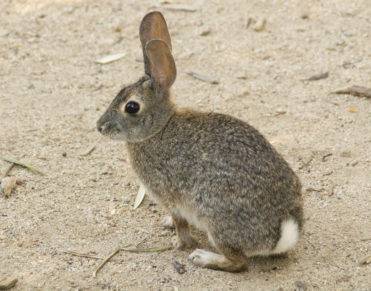 Explore one of SLO counties beautiful botanical gardens right off ...