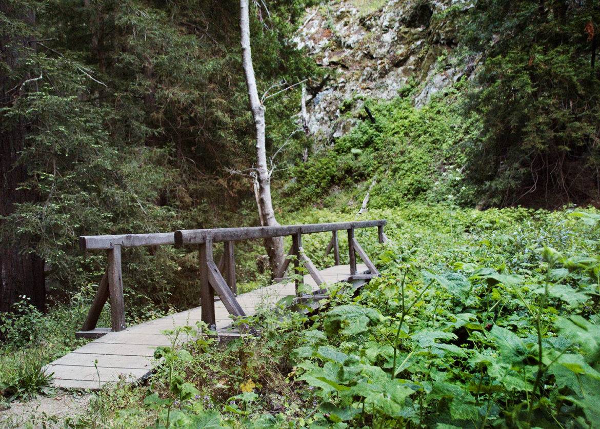 Hike the tanbark trail in Big Sur, one of the most magical forests around!