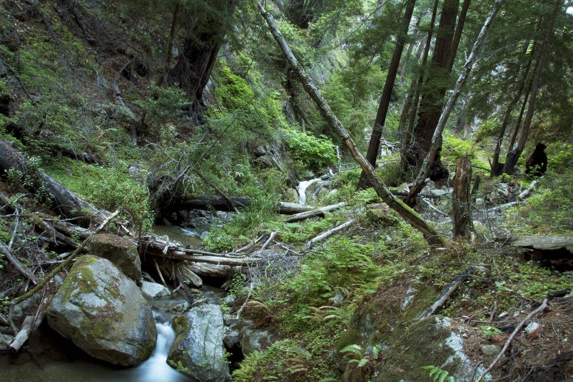 Hike the tanbark trail in Big Sur, one of the most magical forests around!