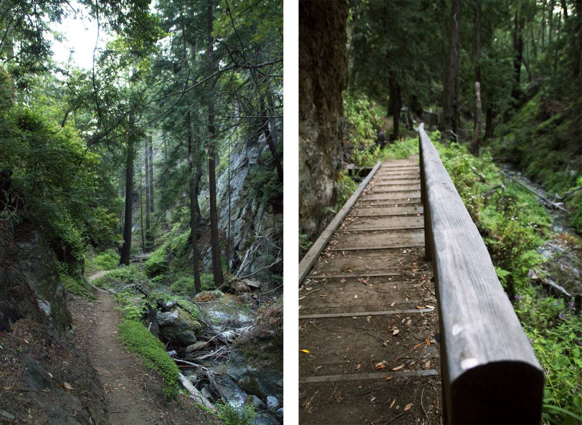 Hike the tanbark trail in Big Sur, one of the most magical forests around!