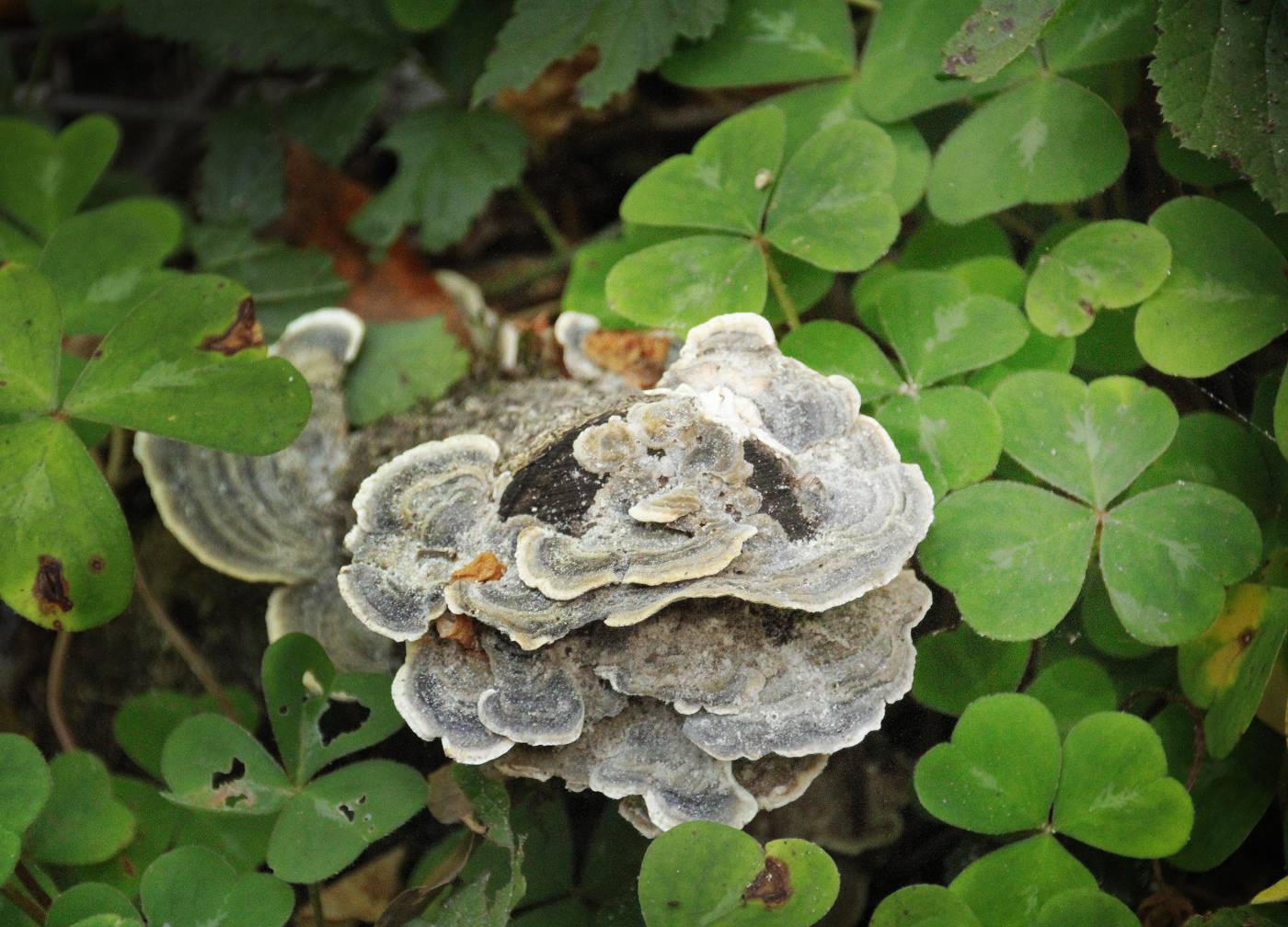 Hike the tanbark trail in Big Sur, one of the most magical forests around!