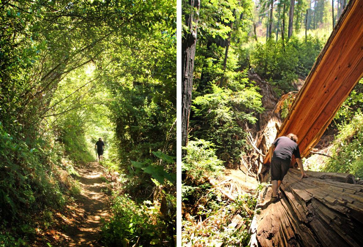 Hike the tanbark trail in Big Sur, one of the most magical forests around!