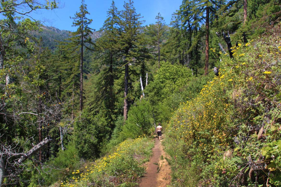 Hike the tanbark trail in Big Sur, one of the most magical forests around!