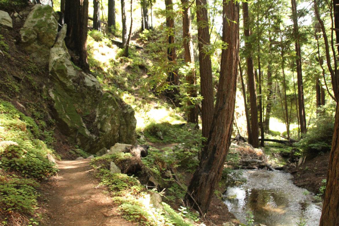 Hike the tanbark trail in Big Sur, one of the most magical forests around!