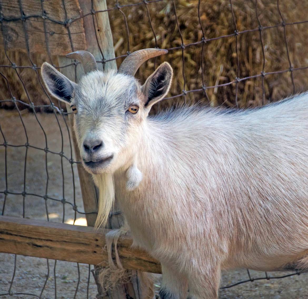 Take the Whole Family to Enjoy Avila Valley Barn!.