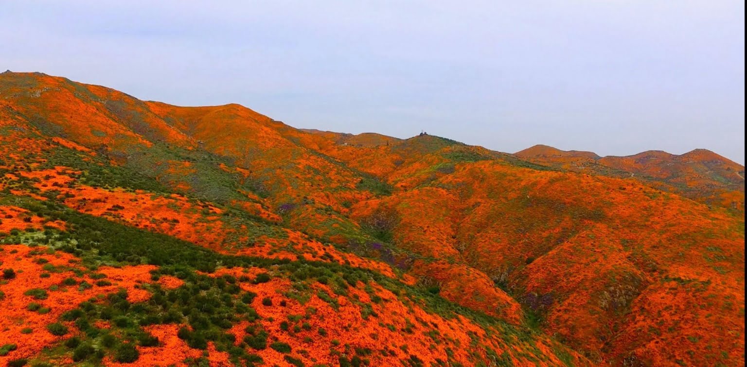 Visit the Superbloom at Walker Canyon, Riverside- Hidden CA