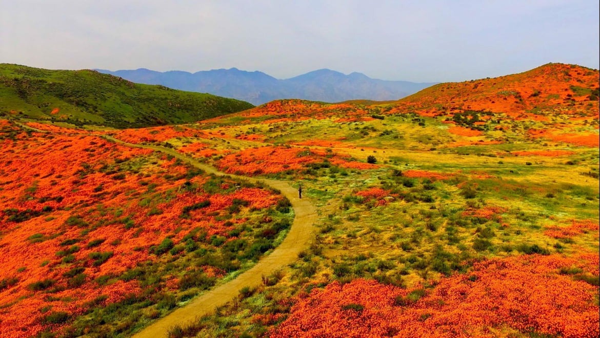 Visit the Superbloom at Walker Canyon, Riverside- Hidden CA