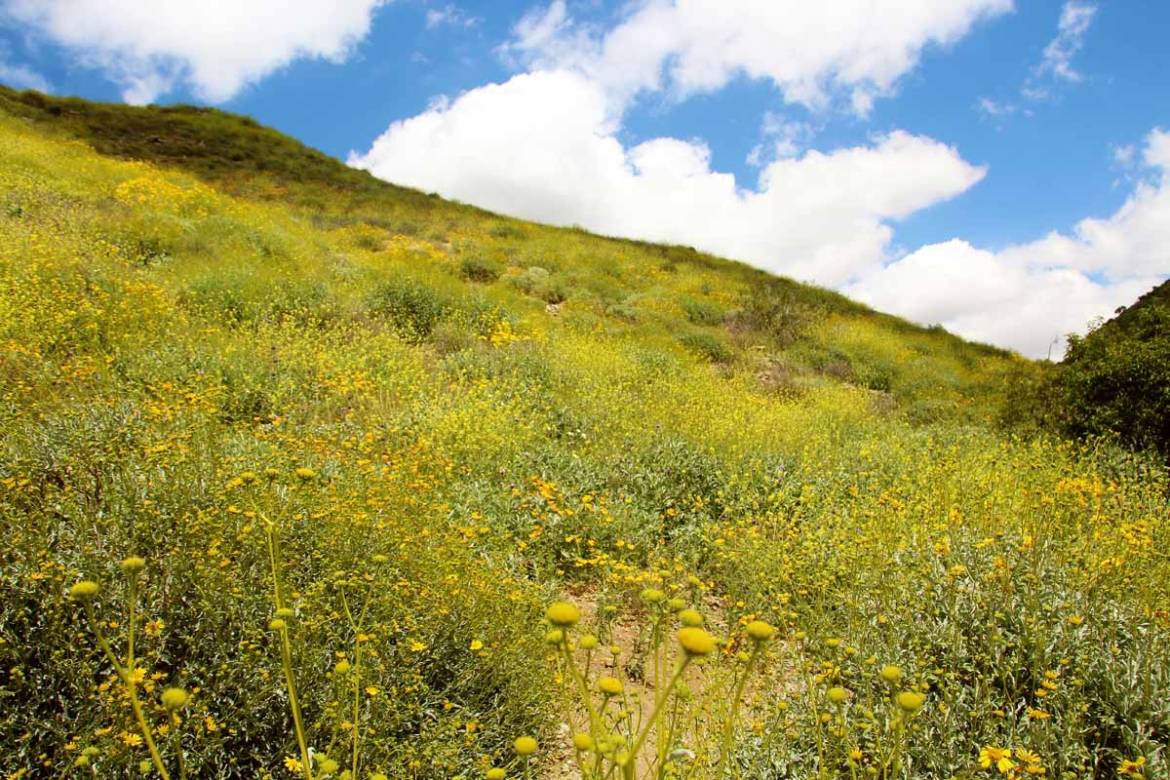 Visit the Superbloom at Walker Canyon, Riverside- Hidden CA