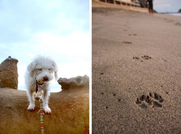 Visit Treasure Island Beach & Goff Cove in Laguna Beach