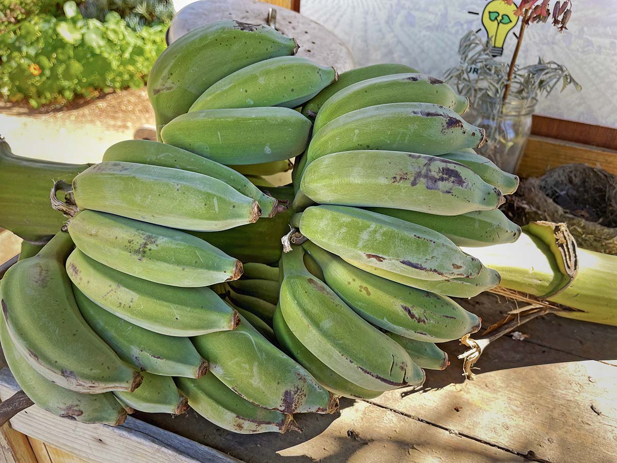 Great Park Farm + Food Lab - Hidden California