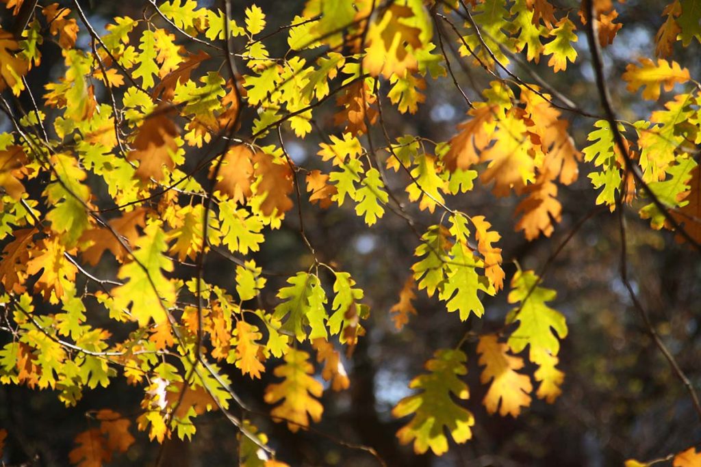 Visit Downtown Idyllwild - Hidden California