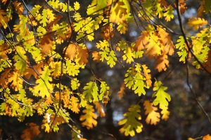 Visit Downtown Idyllwild - Hidden California