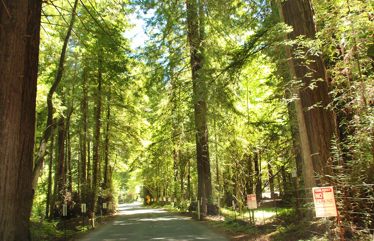 Bohemian Grove Hidden California Bohemian Grove Hidden California