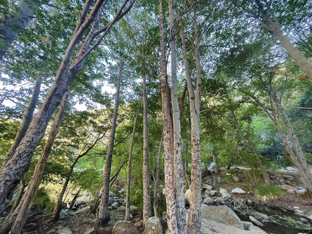 Johnsondale Bridge River Trail - Hidden California