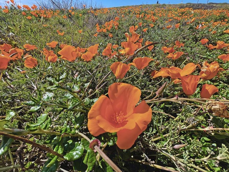 Point Buchon Trail - Hidden California