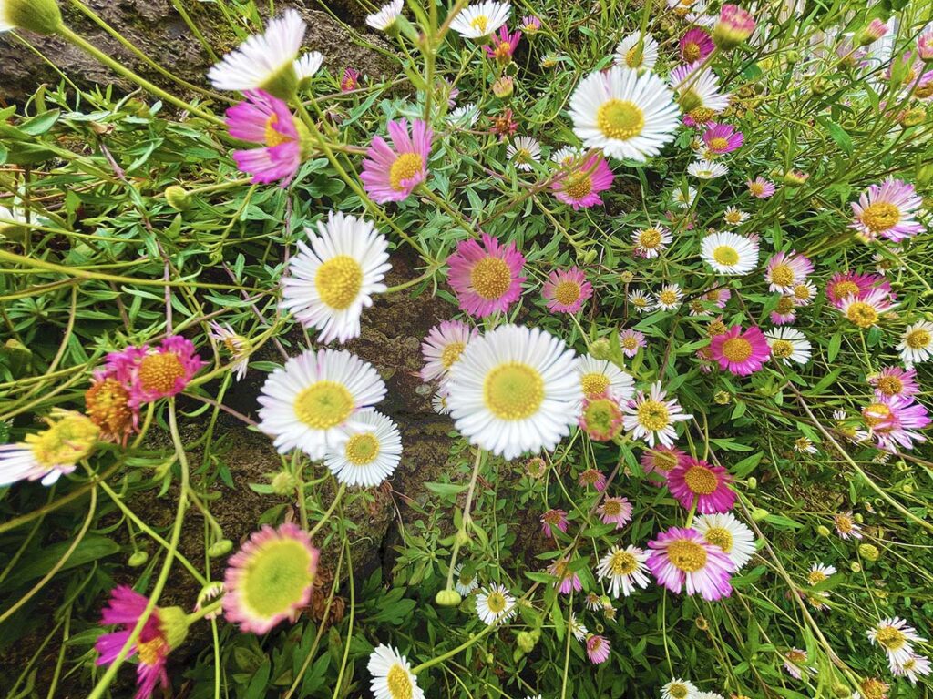 Café Kevah & Phoenix Shop - Hidden California